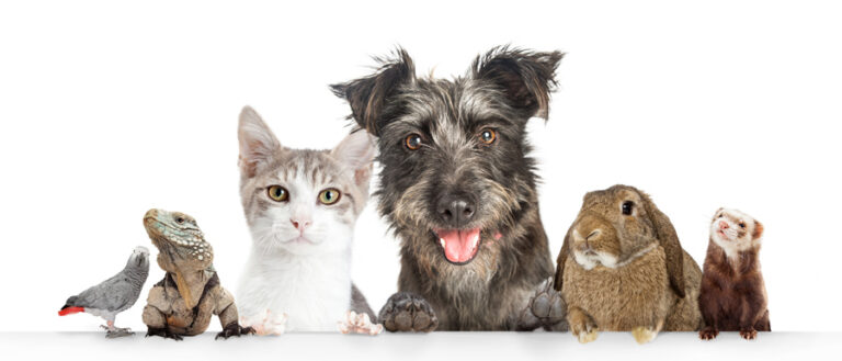 A Guide to the UK’s Most Popular Pets