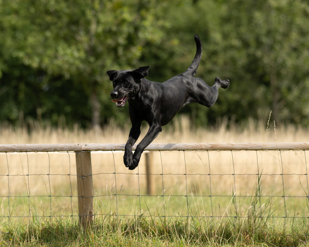 Independent Vets in Reigate and Redhill, Surrey