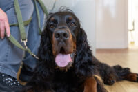 Independent Vets in Reigate and Redhill, Surrey