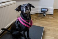 Independent Vets in Reigate and Redhill, Surrey